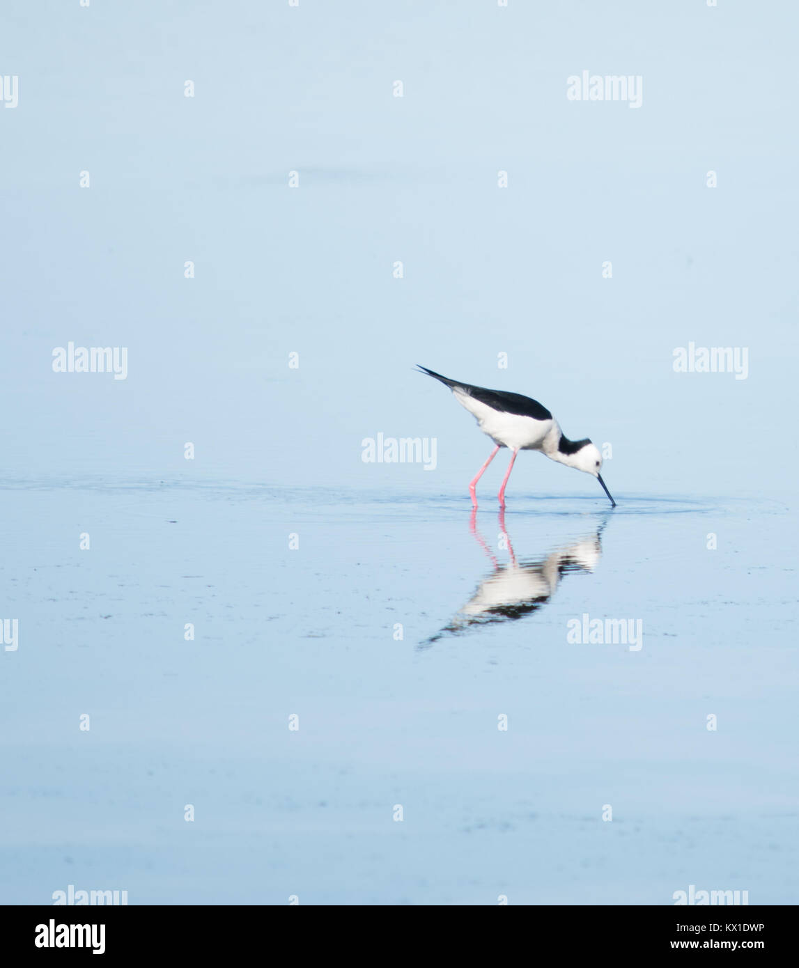 Reflection on still water hi-res stock photography and images - Alamy