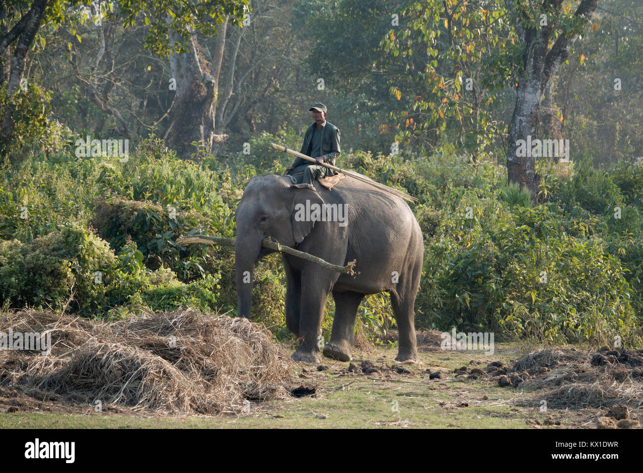 Mahout on elephant carrying tree branch back to breeding center in ...