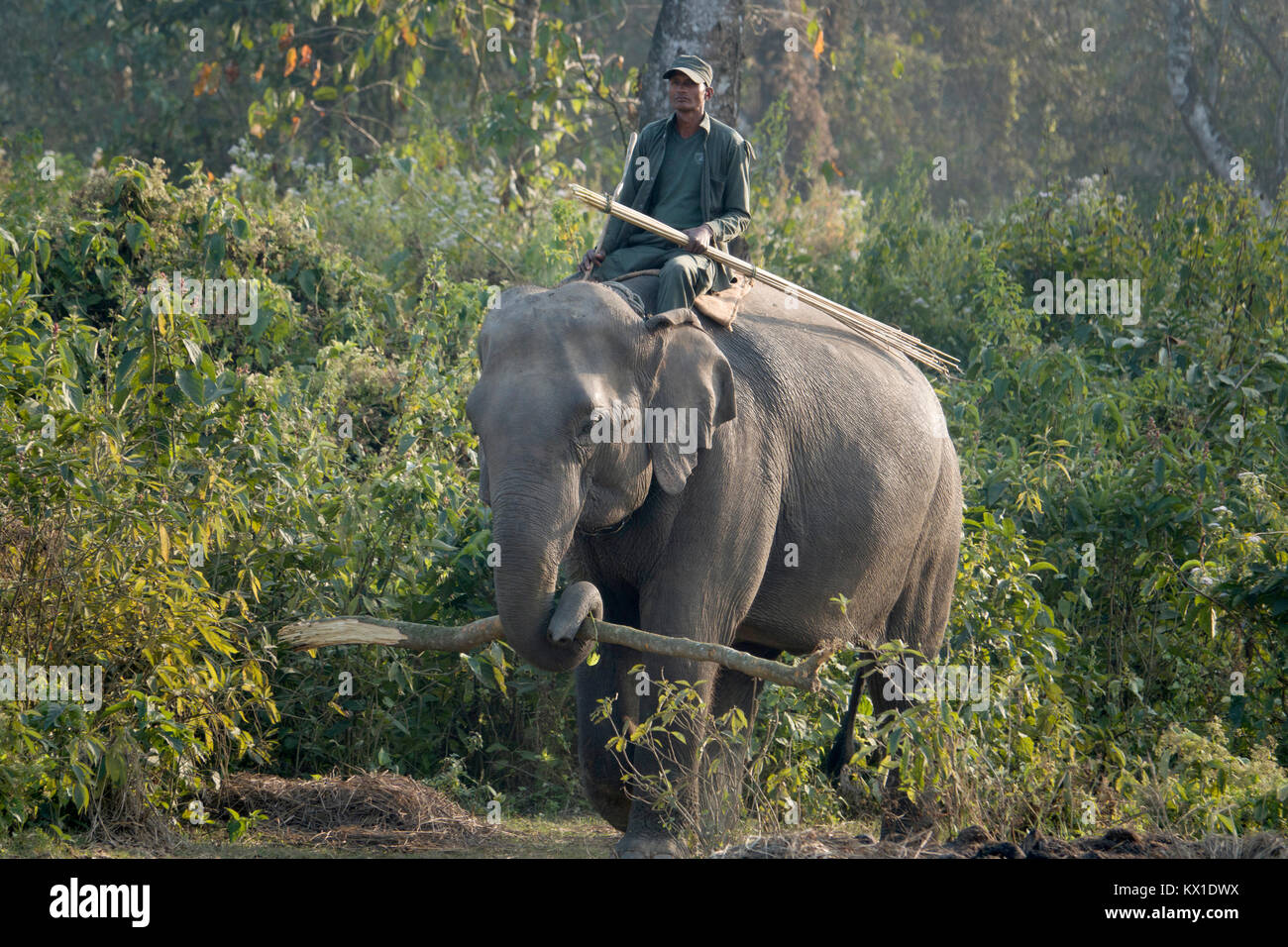 Elephant Carrying Man High Resolution Stock Photography and Images - Alamy