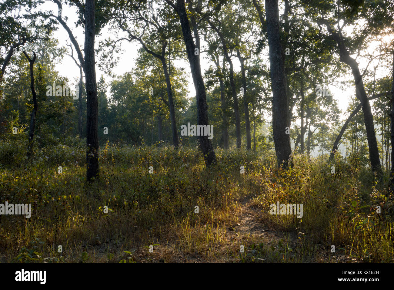 Trees in Chitwan National Park, Nepal Stock Photo - Alamy