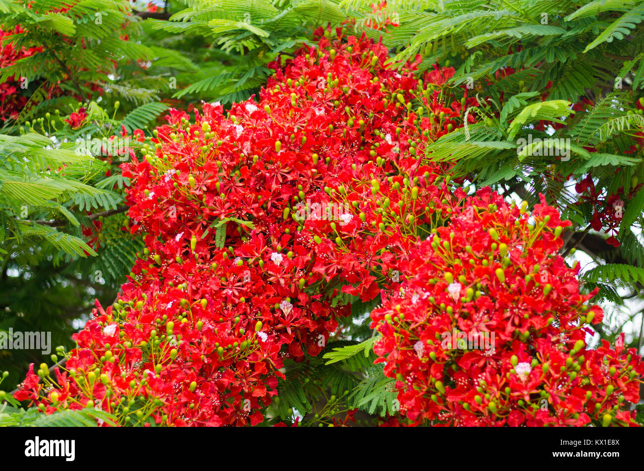 Delonix Regia flowers Stock Photo - Alamy