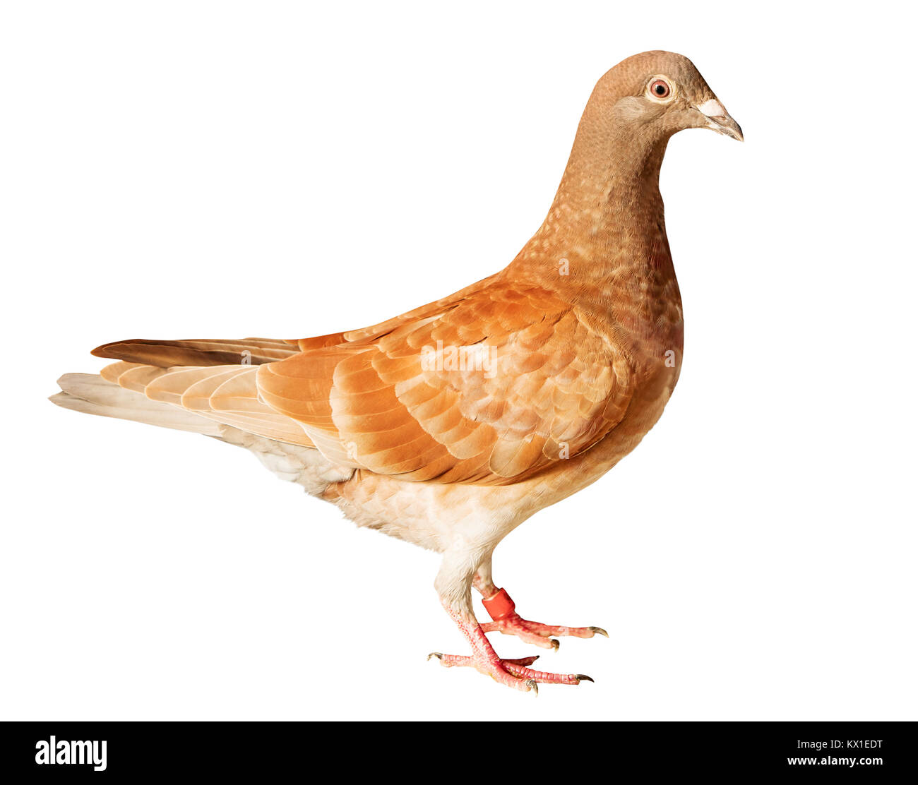 red chocko feather homing pigeon bird isolated white background Stock ...