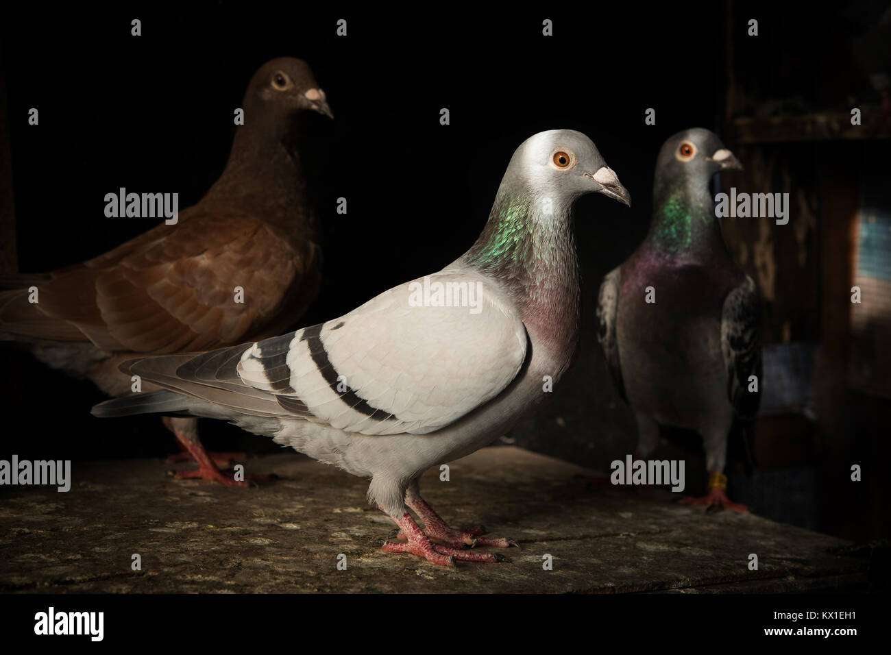 flock of homing pigeon bird in home loft Stock Photo - Alamy