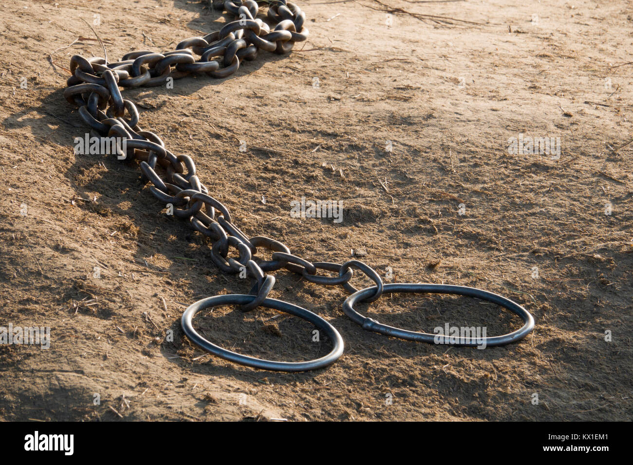 Elephant foot hi-res stock photography and images - Alamy