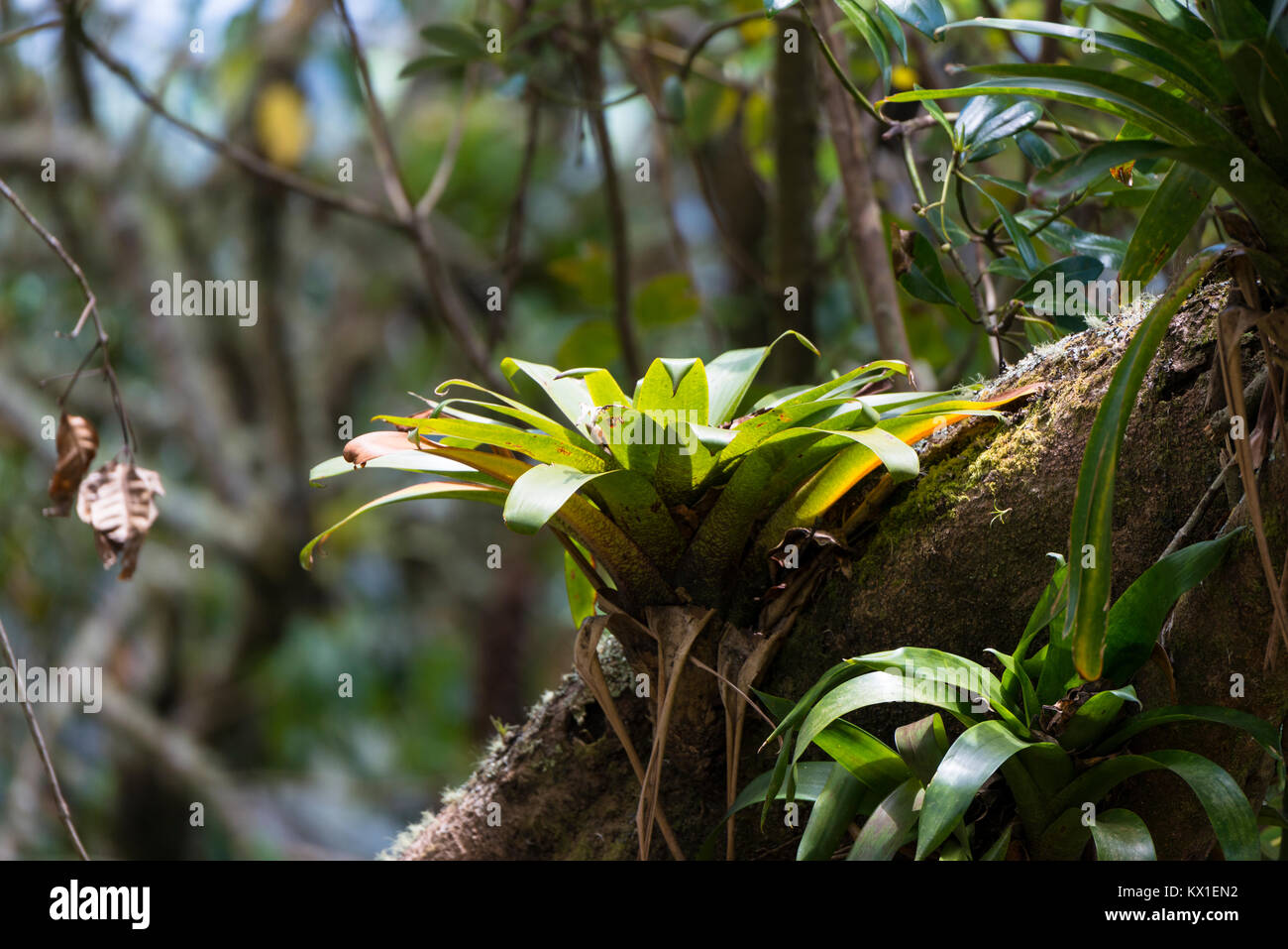 Bromeliads (Bromelia sp.) Growing on tree, San José Province, Costa ...