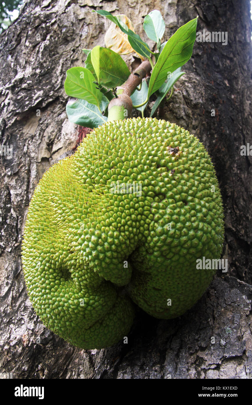 Big fruit on the tree in tropical forest Stock Photo - Alamy