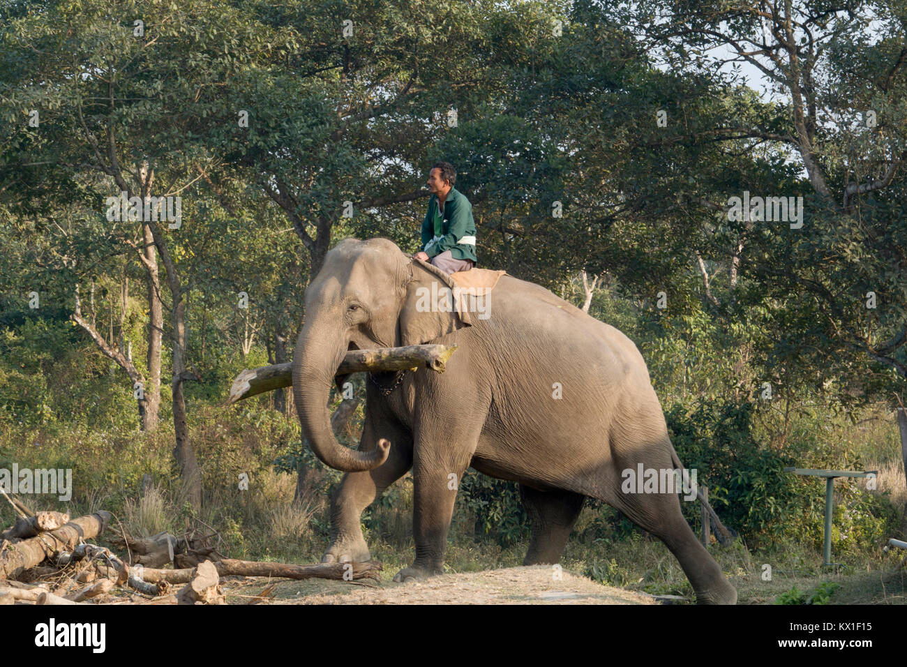 Elephant carrying wood hi-res stock photography and images - Alamy