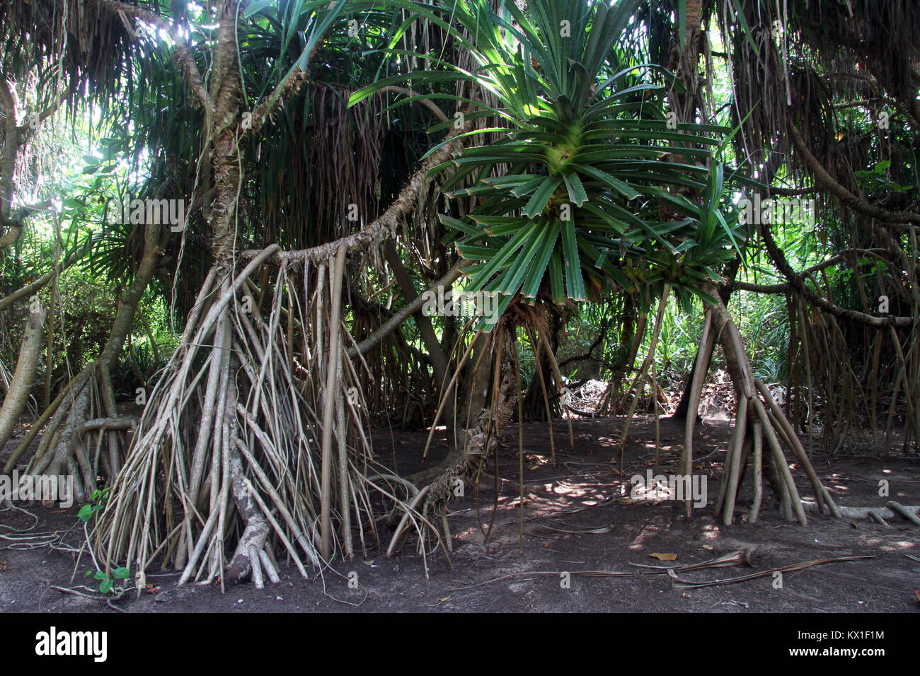 Mangrove forest on the sand beach Bentota, Sri Lanka Stock Photo - Alamy