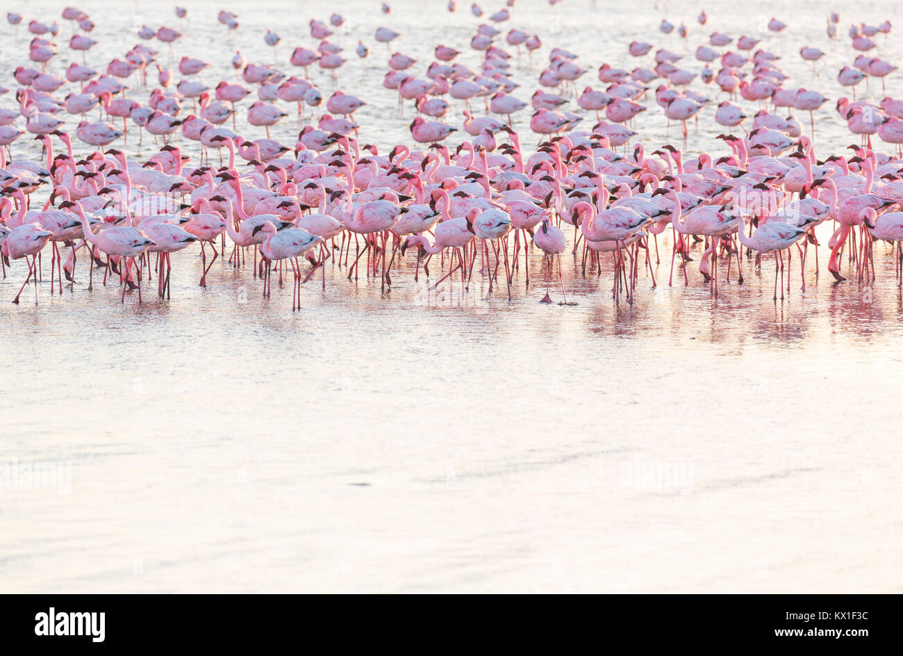 Flamingos, Salinas, Walvis Bay, Namibia, Africa Stock Photo - Alamy