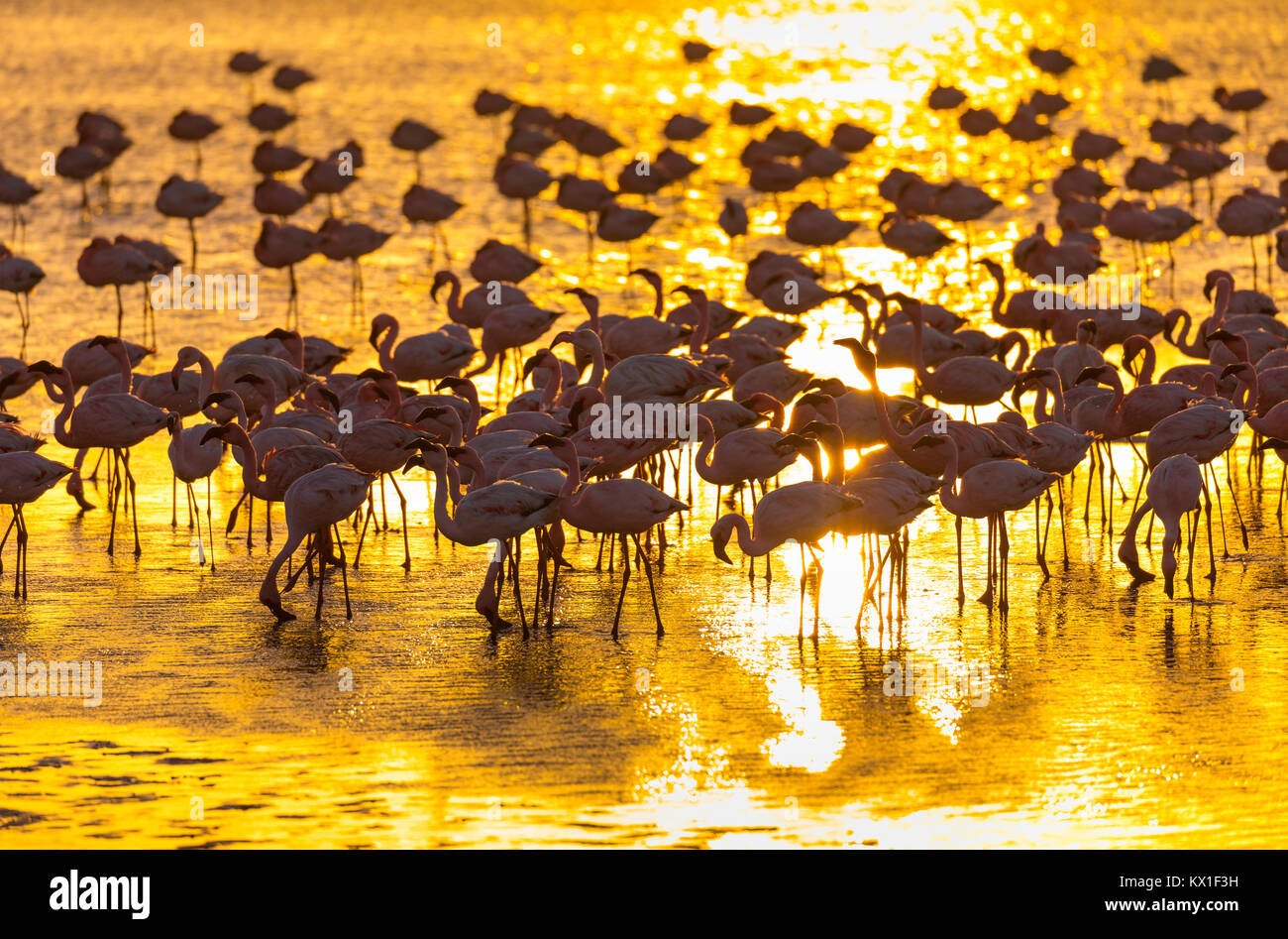 Flamingos, Salinas, Walvis Bay, Namibia, Africa Stock Photo - Alamy