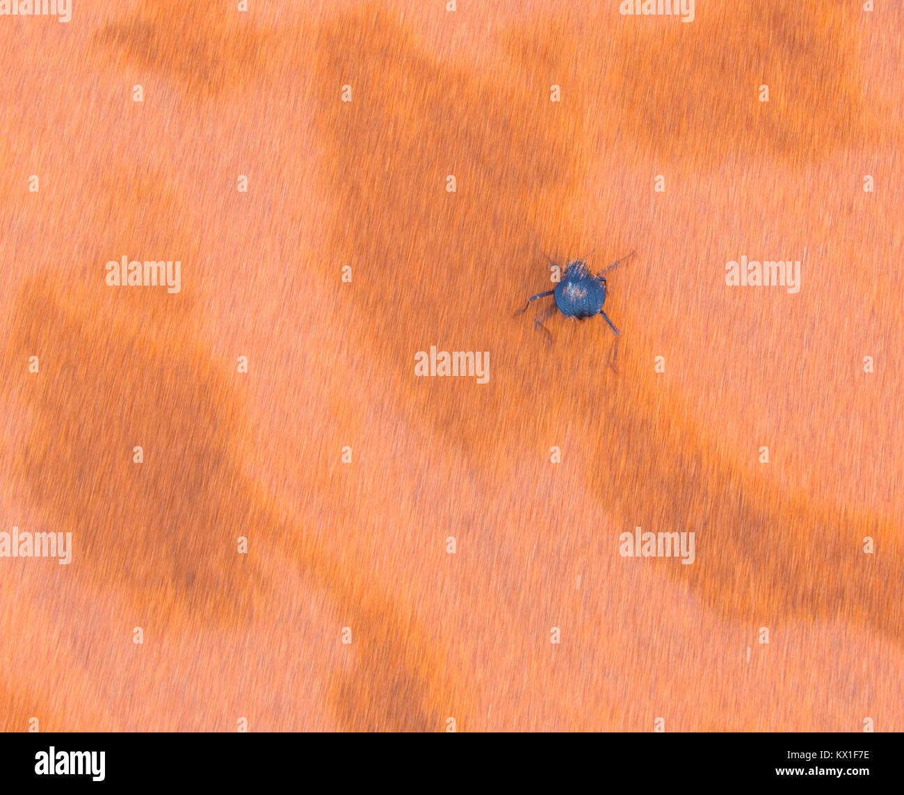 Long-legged darkling beetle (Stenocara dentata), Namib Naukluft ...