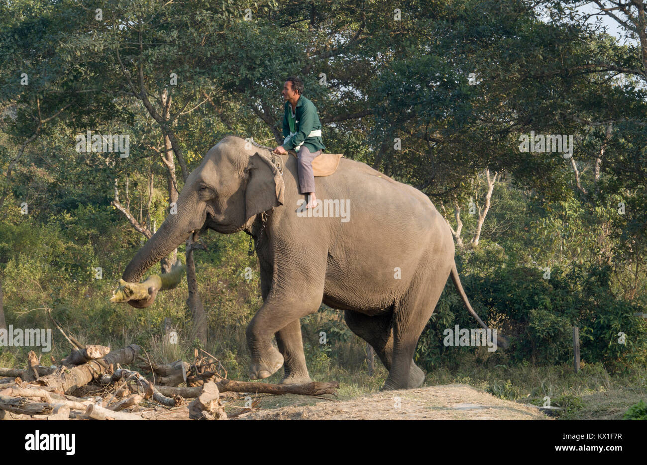 Mahout on elephant carrying tree branch back to breeding center in ...