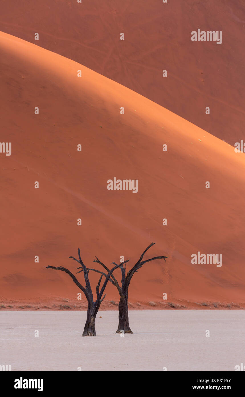 Deadvlei, Sossusvlei Salt Pan, Namib Naukluft National Park, Namibia ...