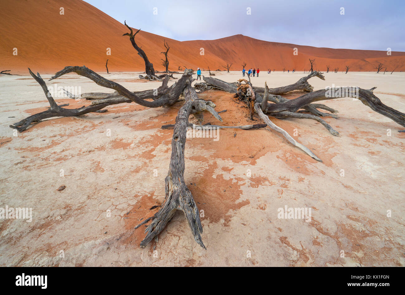 Deadvlei, Sossusvlei Salt Pan, Namib Naukluft National Park, Namibia ...