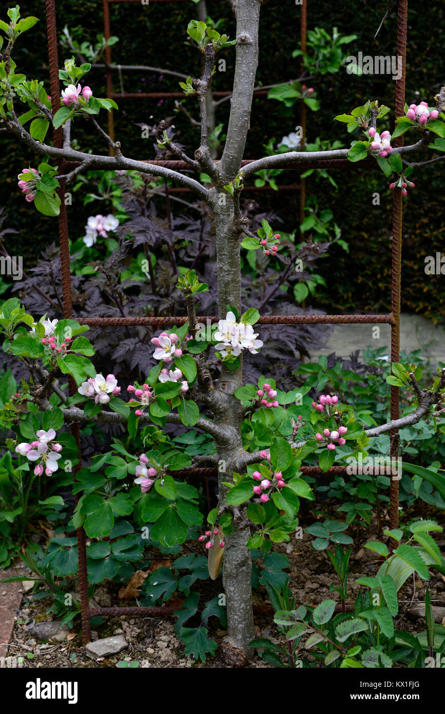 Cordon trained apple tree hi-res stock photography and images - Alamy