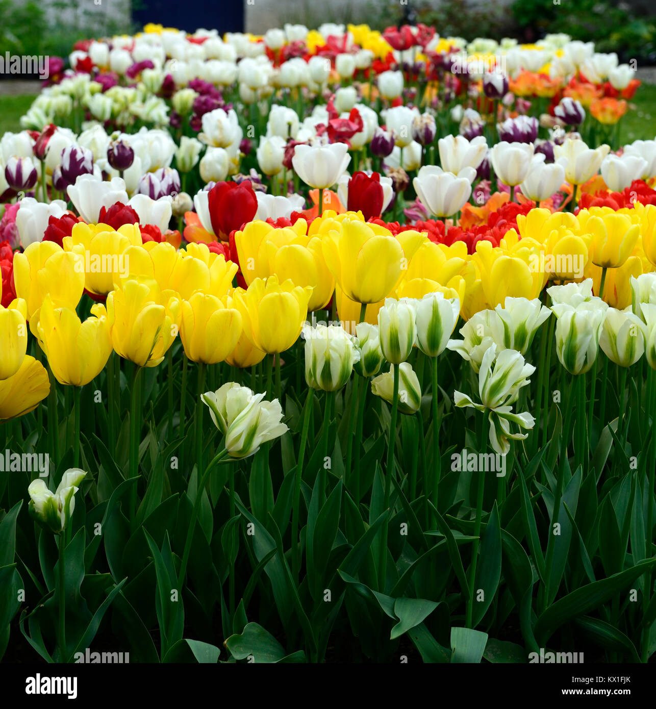 Red yellow and white flowers hi-res stock photography and images - Alamy