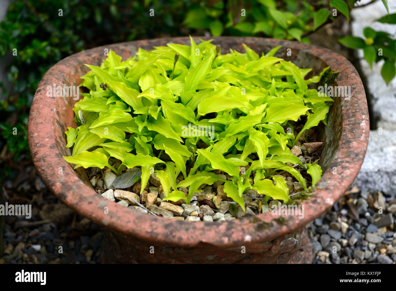 Hosta lemon lime,hostas,miniature,small,dwarf,varietal,cultivar ...