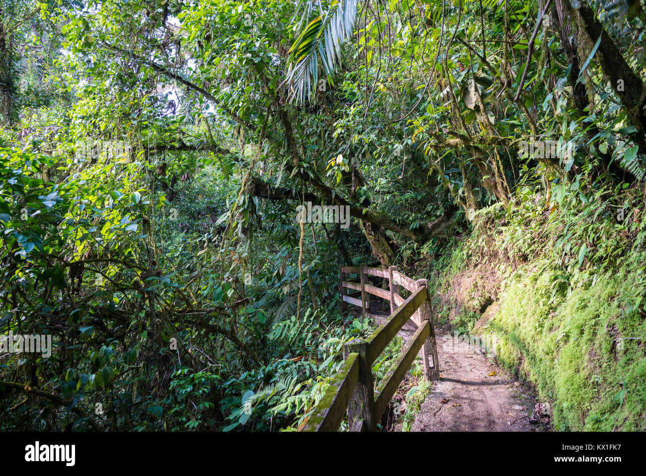 Hiking Trail, Rainforest, Mistico Arenal Hanging Bridges Park, Volcan ...