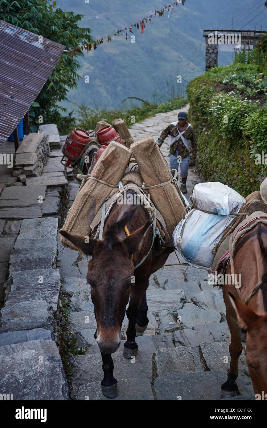 Mule driver hi-res stock photography and images - Alamy