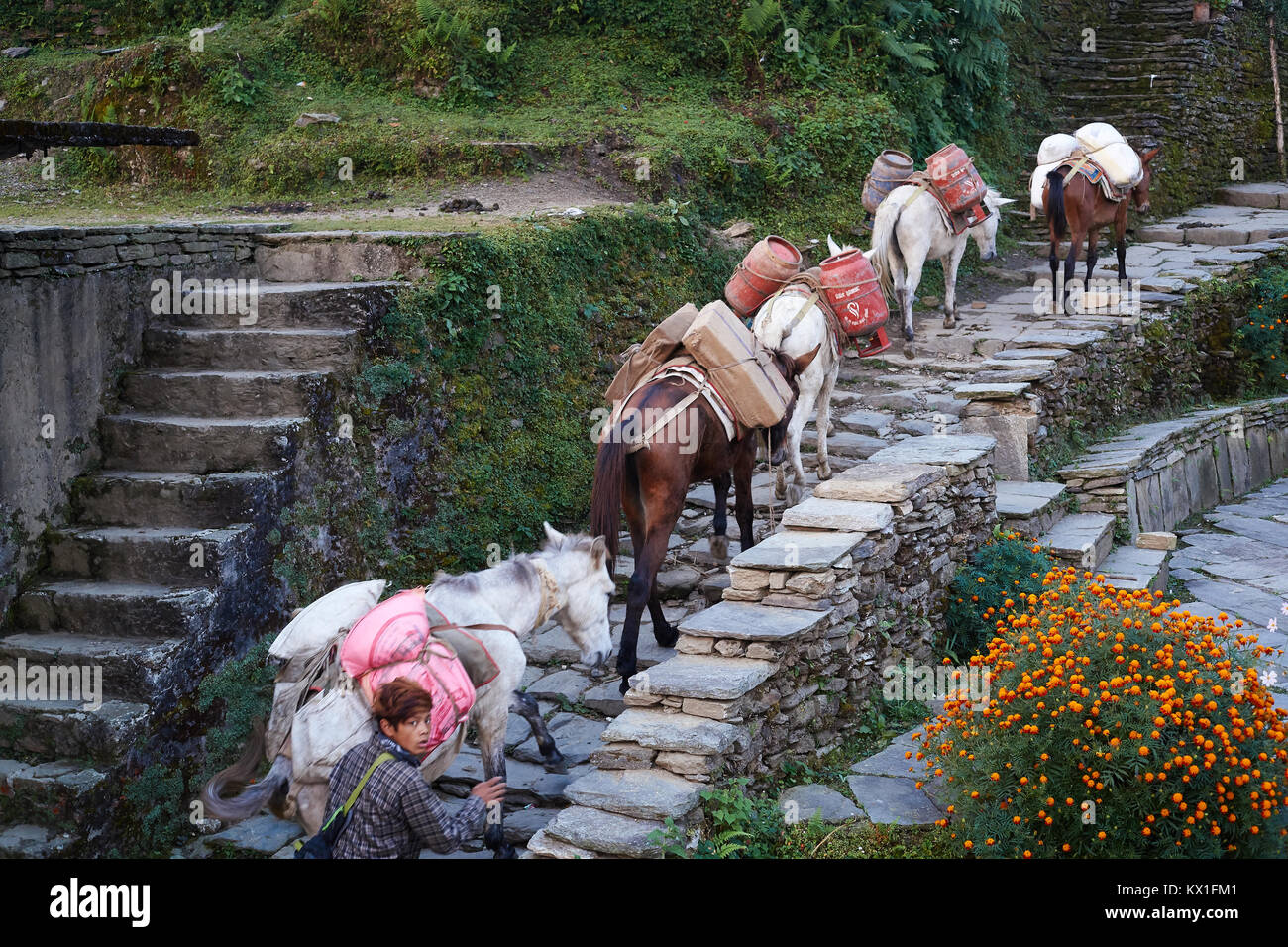 Mule driver hi-res stock photography and images - Alamy