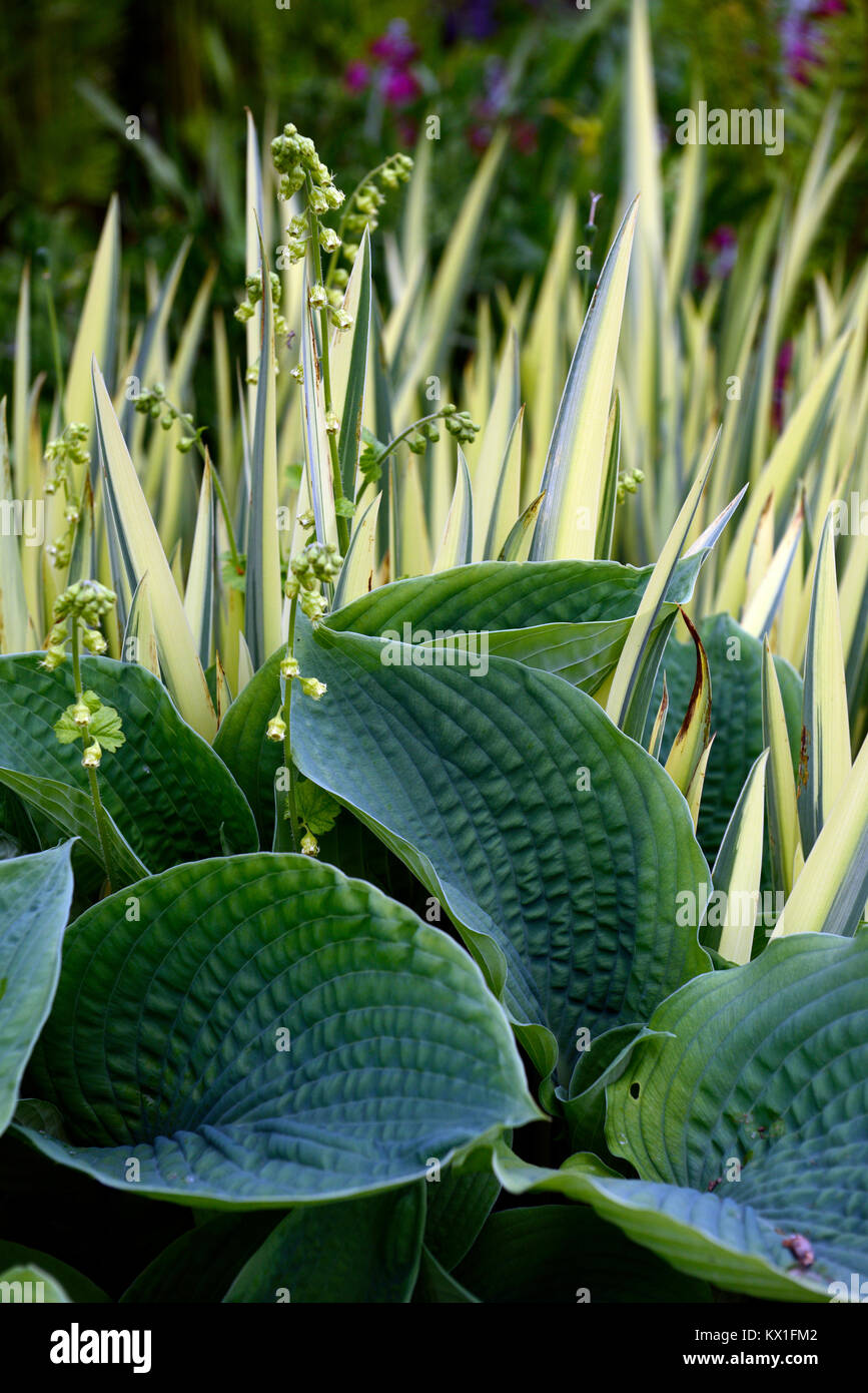 hosta,iris variegata,damp,boggy,moist,garden,leaves,foliage,mix,mixed ...