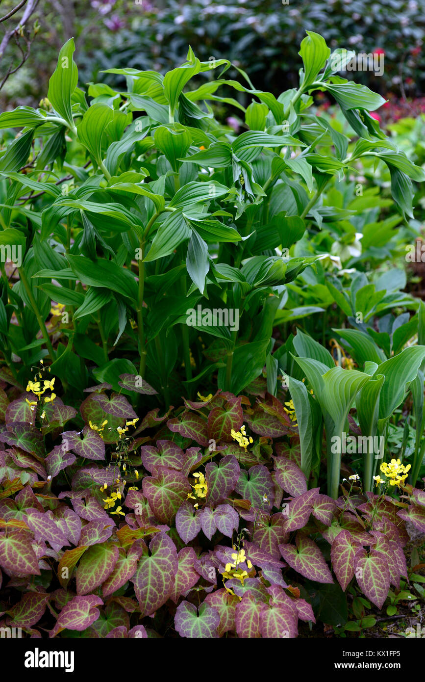 epimedium perralderianum,Maianthemum racemosum,marbled,mottled,foliage ...