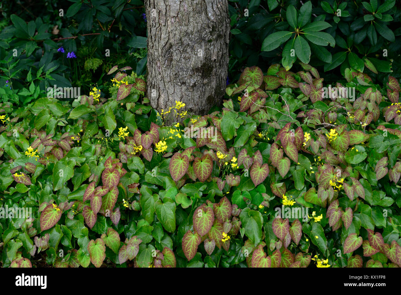 Epimedium hi-res stock photography and images - Alamy