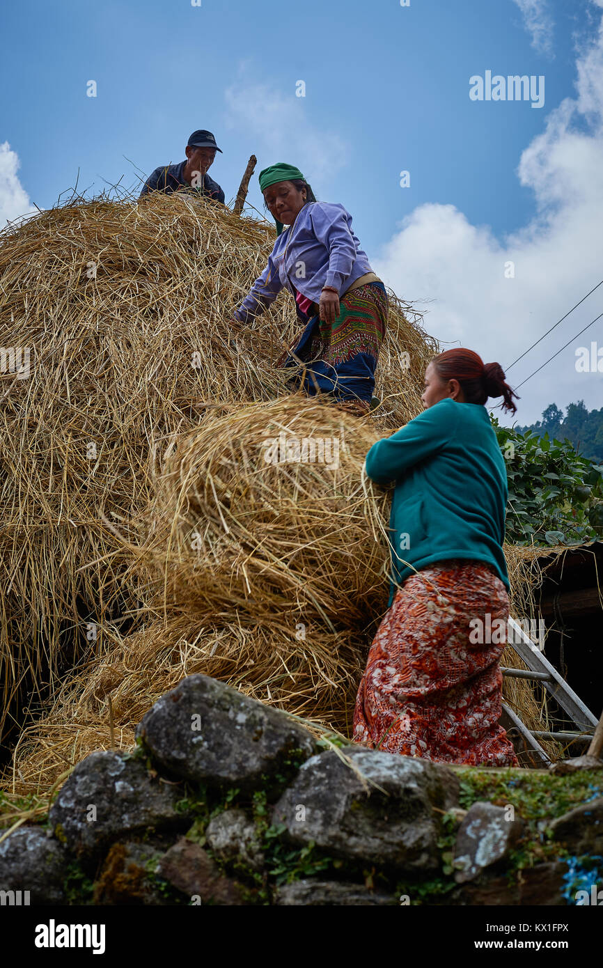 Gurung farmers, Chomrong, Annapurna massif, Nepal Stock Photo - Alamy