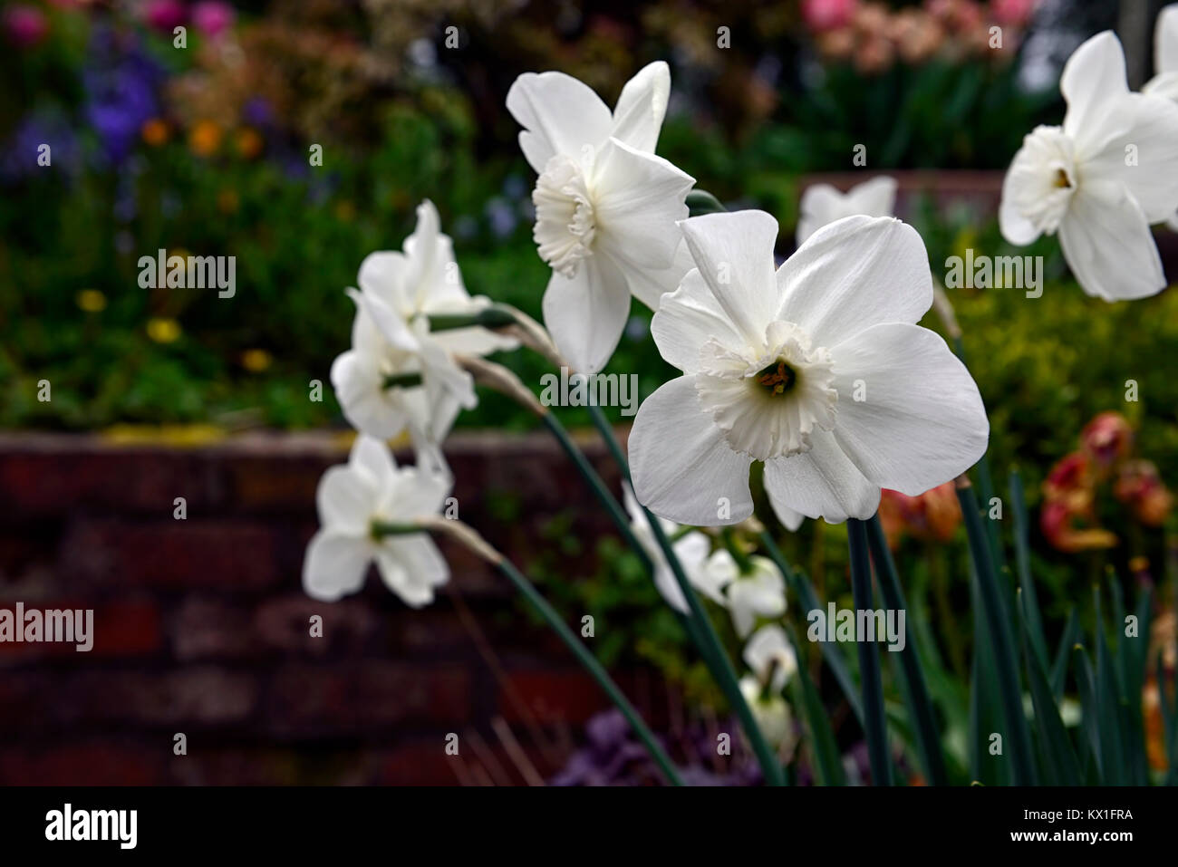 Daffodil princess zaide hi-res stock photography and images - Alamy