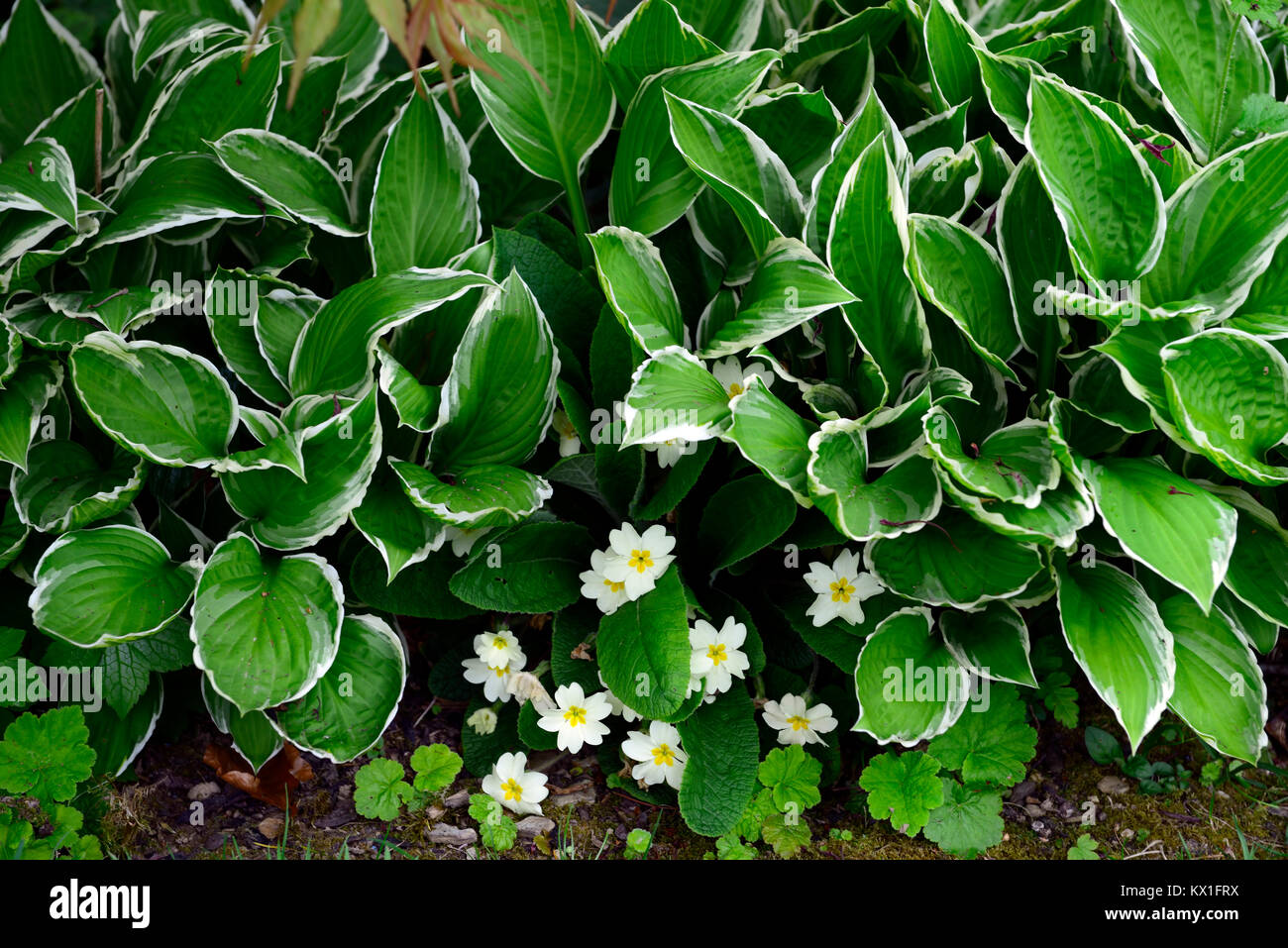 primula vulgaris,primrose,hosta variegata,variegated hosta,yellow ...