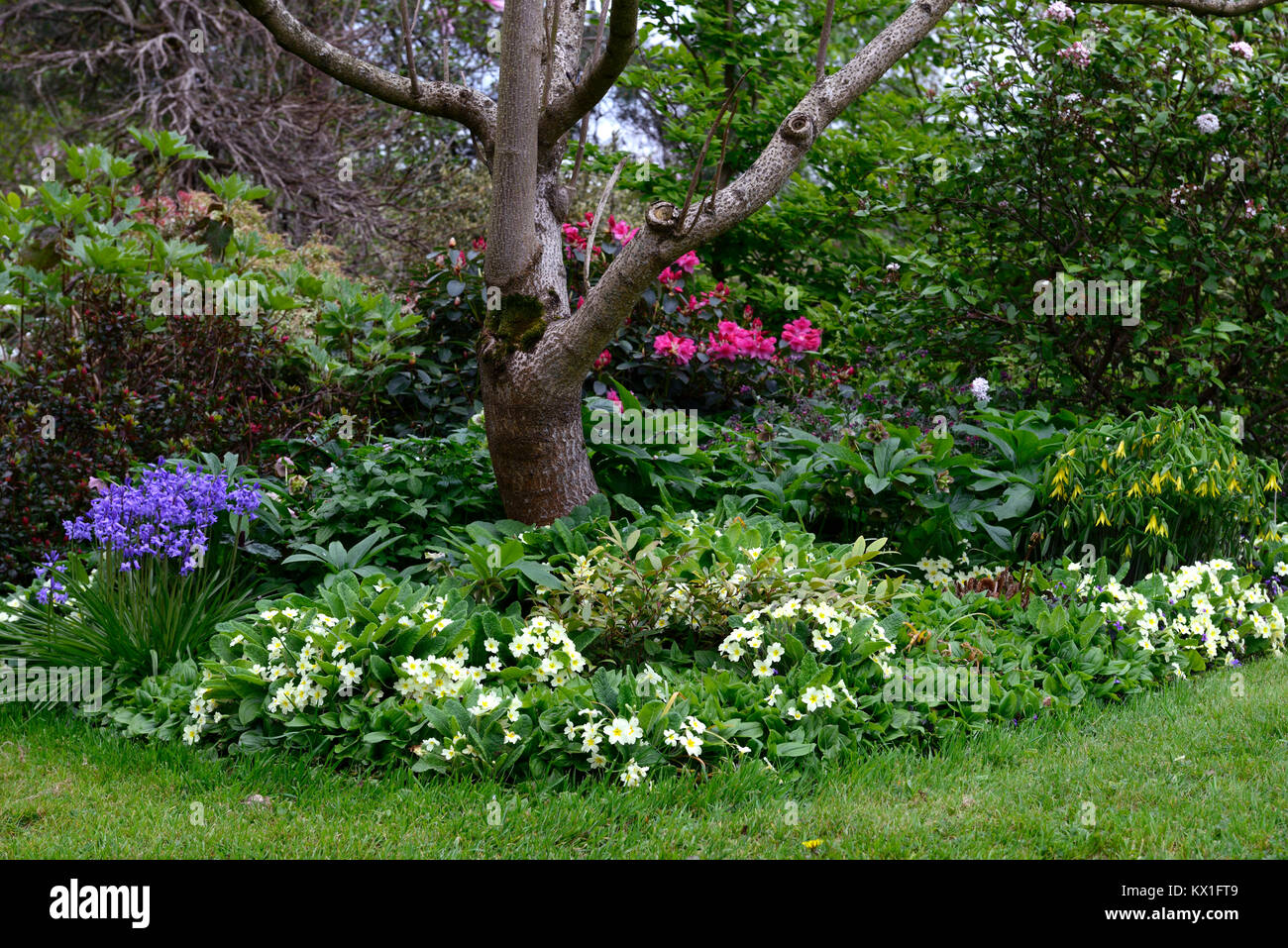 primula vulgaris,primrose,uvularia grandiflora,bluebells,Hyacinthoides ...