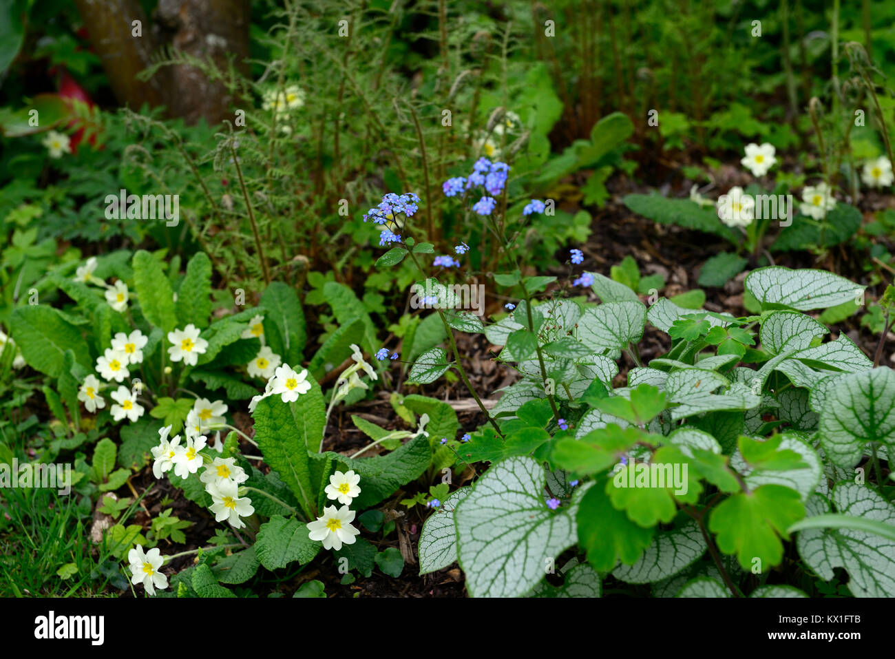 Blue and yellow primula vulgaris hi-res stock photography and images ...