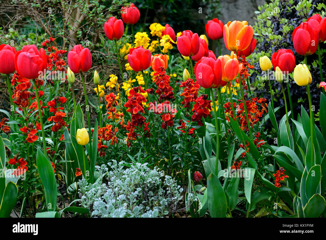Tulip Fire High Resolution Stock Photography and Images - Alamy