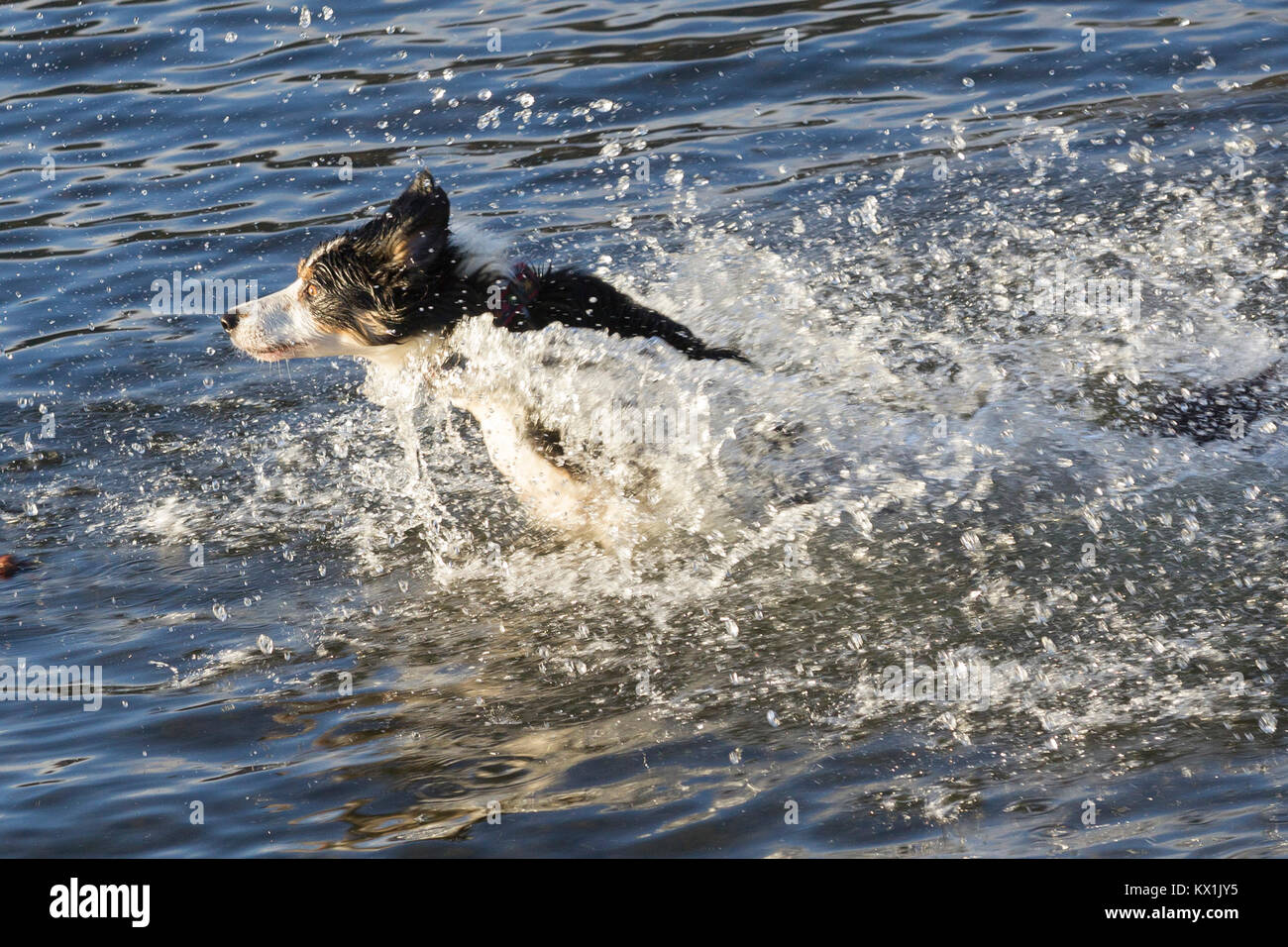 Cumbria, UK. 6th Jan, 2018. Lake Windermere Dogs enjoy being on & in ...