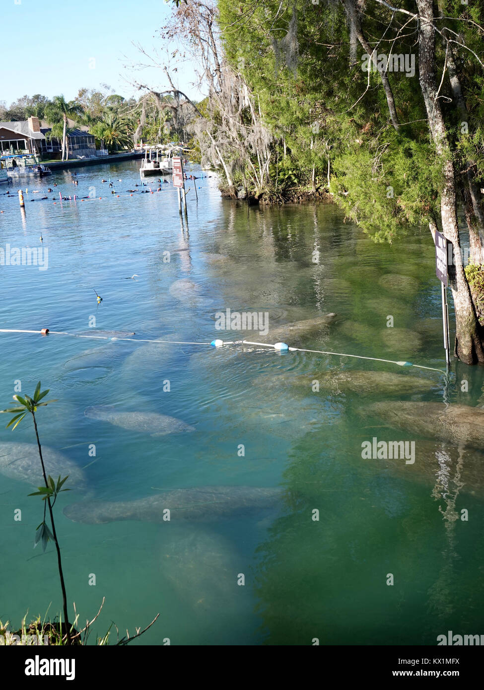 Crystal River, Florida, USA, 06 January 2018. Frigid temperatures along ...