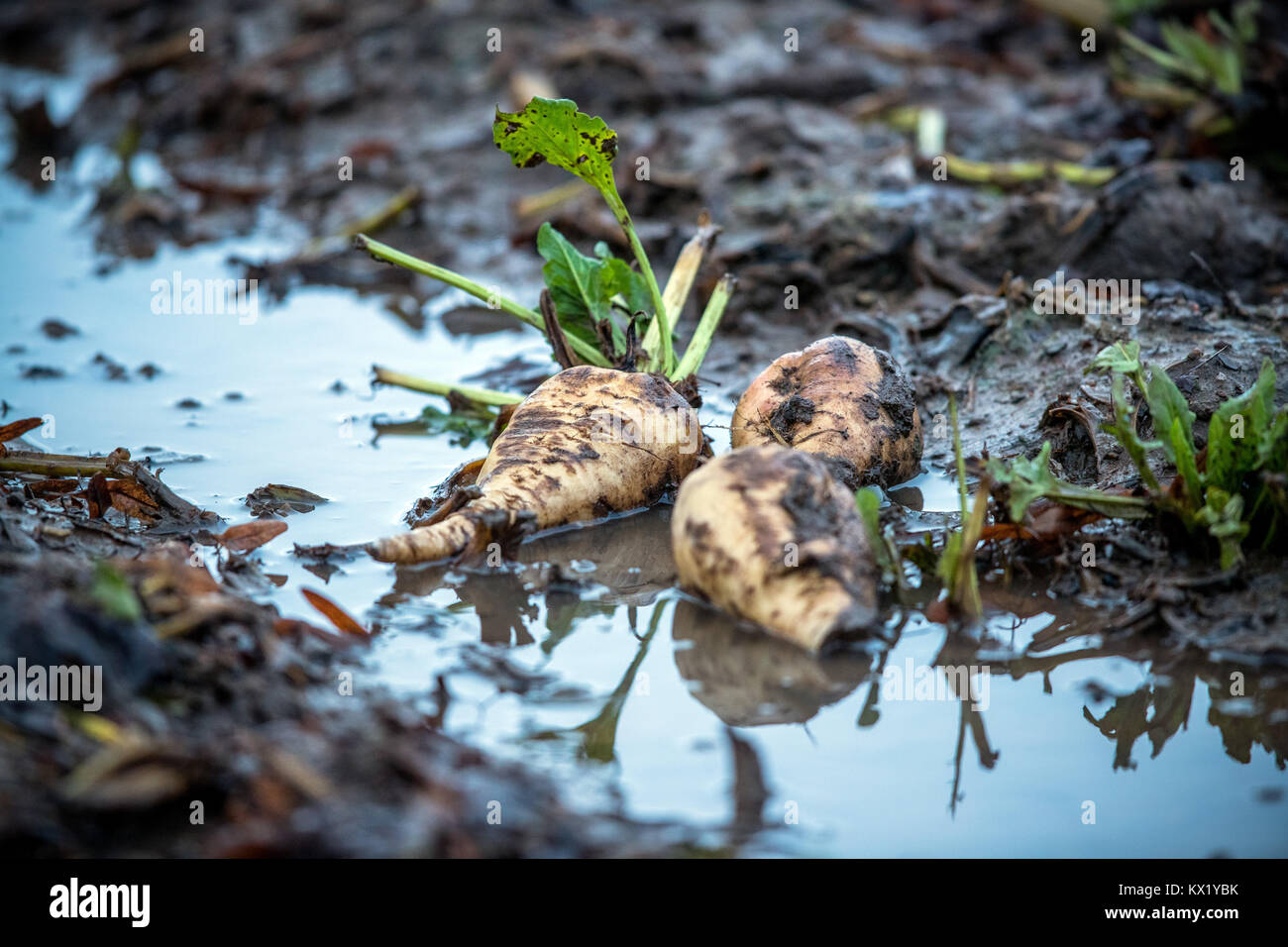 Kaeselow, Germany. 4th Jan, 2018. Sugar beets lie in a puddle on a ...