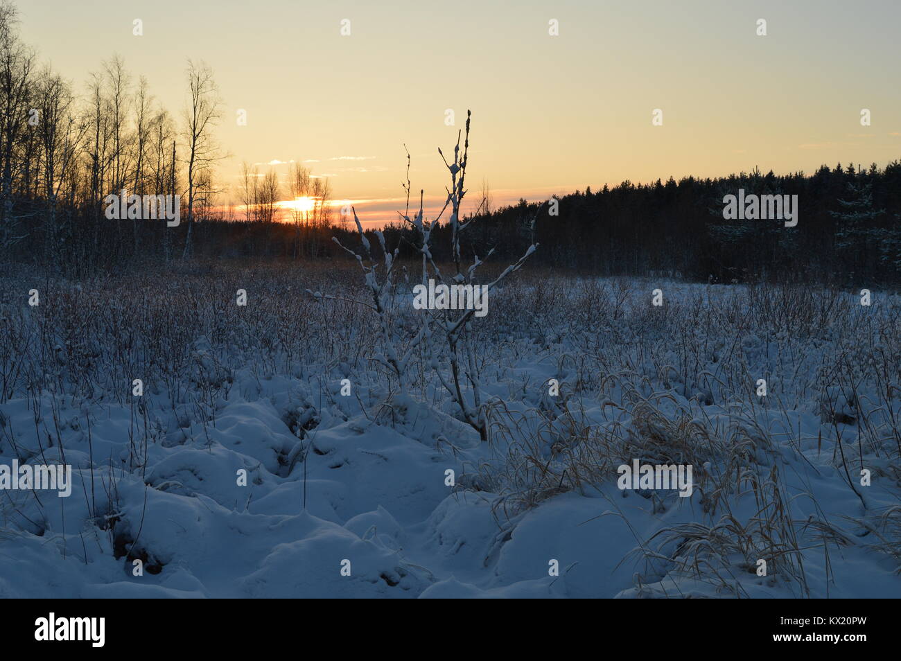 Forest morning winter sunrise sun hi-res stock photography and images ...