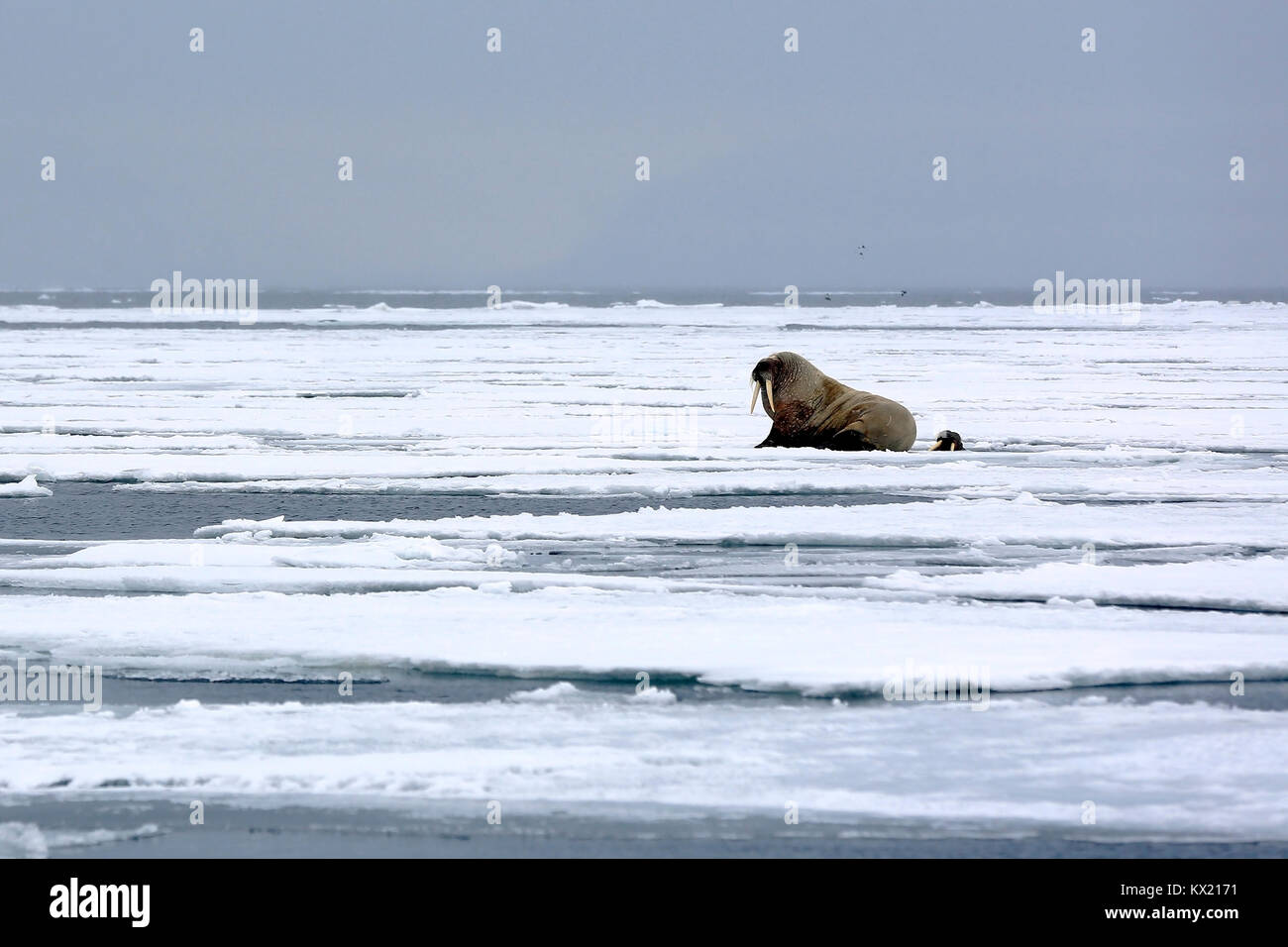 One Walrus on the Ice and one Looking up from a Hole in the Ice ...