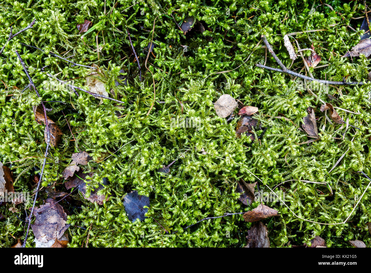 Soft soil texture hi-res stock photography and images - Alamy