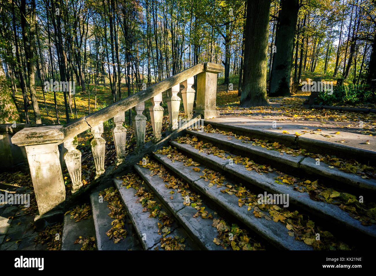 Ancient maple hi-res stock photography and images - Alamy