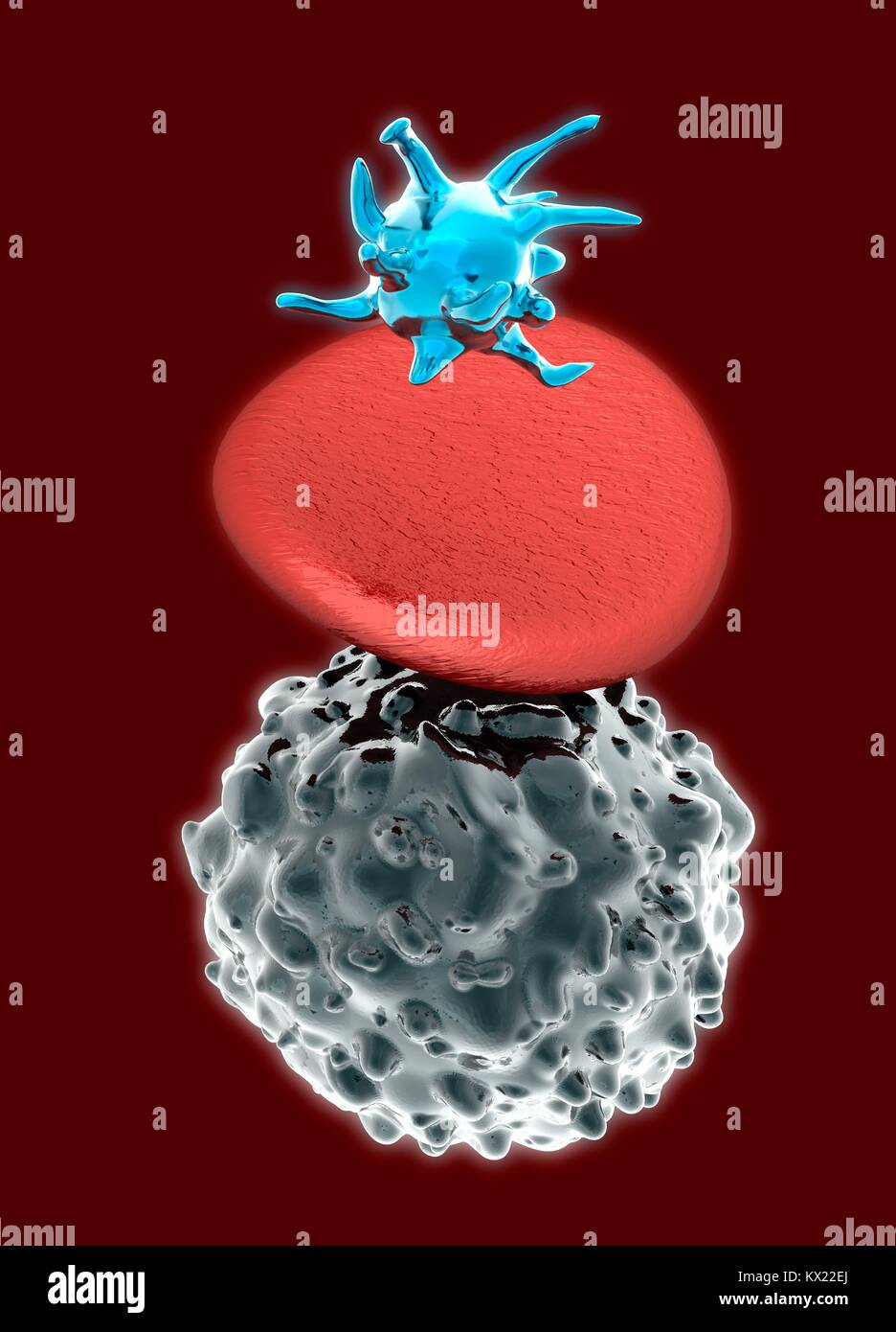 Blood thrombocyte hi-res stock photography and images - Alamy