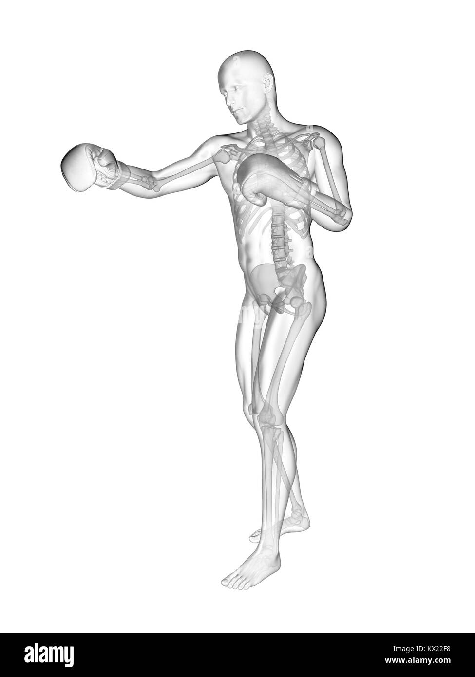 Boxer's skeletal structure, illustration Stock Photo - Alamy