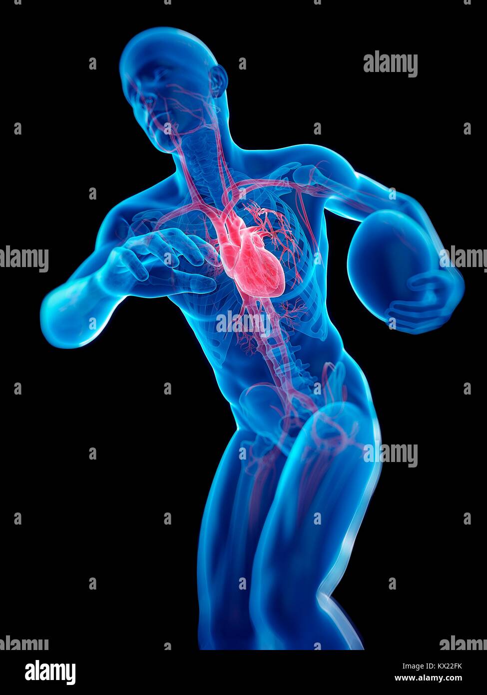 Rugby player's heart, illustration Stock Photo - Alamy