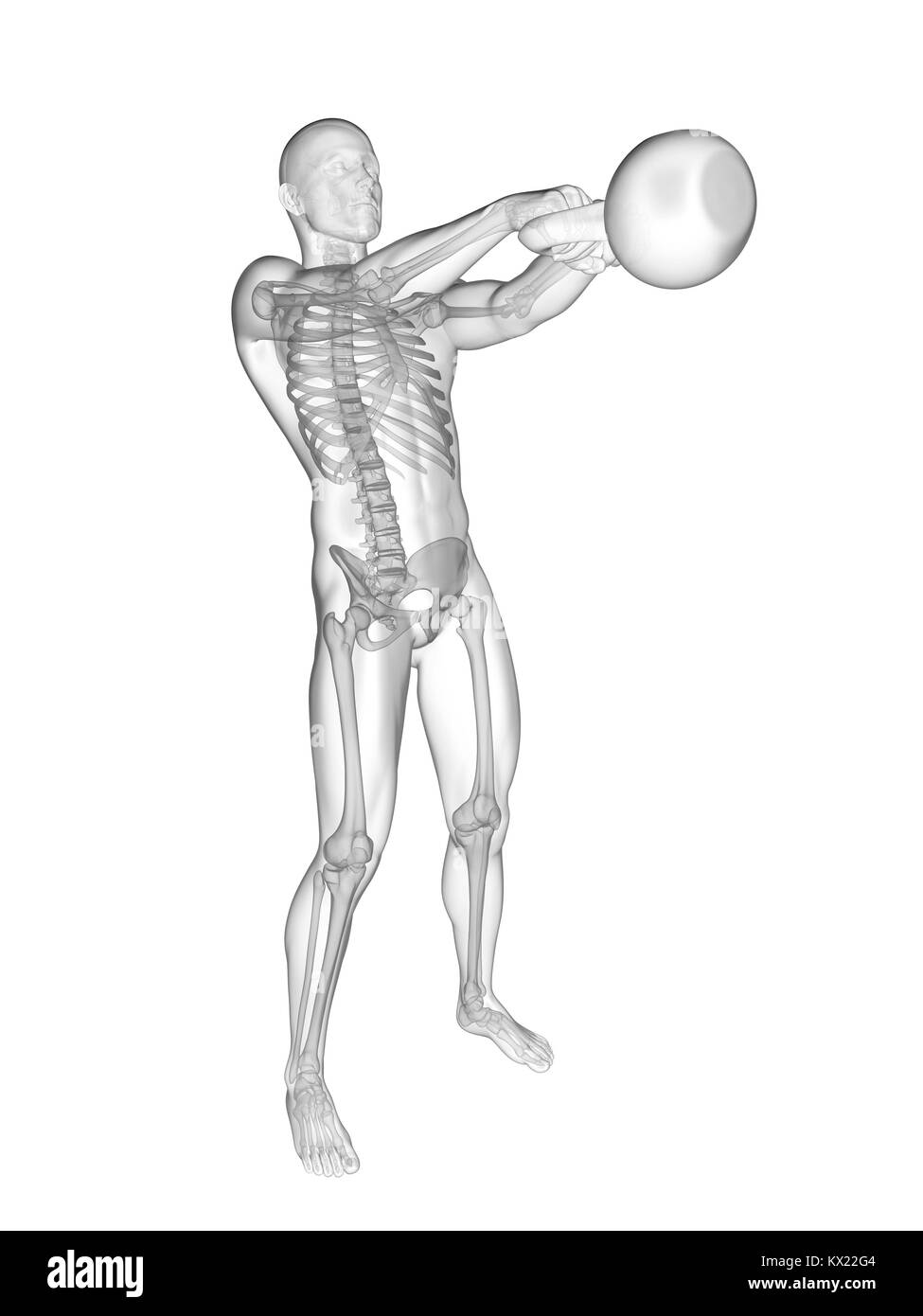 Bell biology Black and White Stock Photos & Images - Alamy