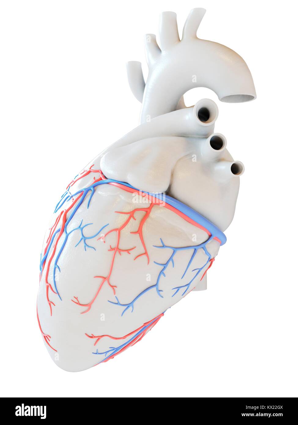Human heart blood vessels hi-res stock photography and images - Alamy