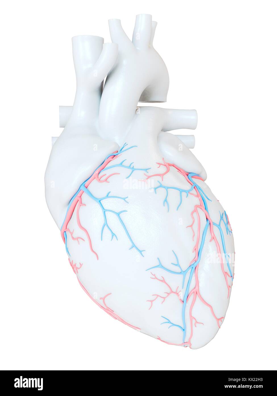 Blood Vessels Of The Human Heart
