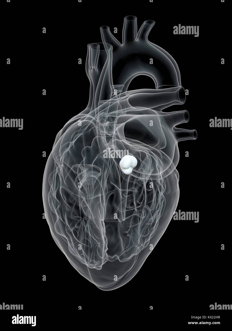 Human heart showing the aortic valve, illustration Stock Photo - Alamy