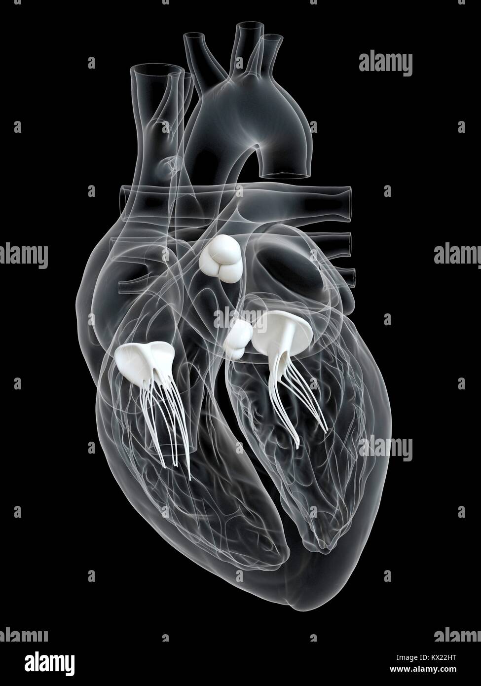 Human heart with valves, illustration Stock Photo - Alamy