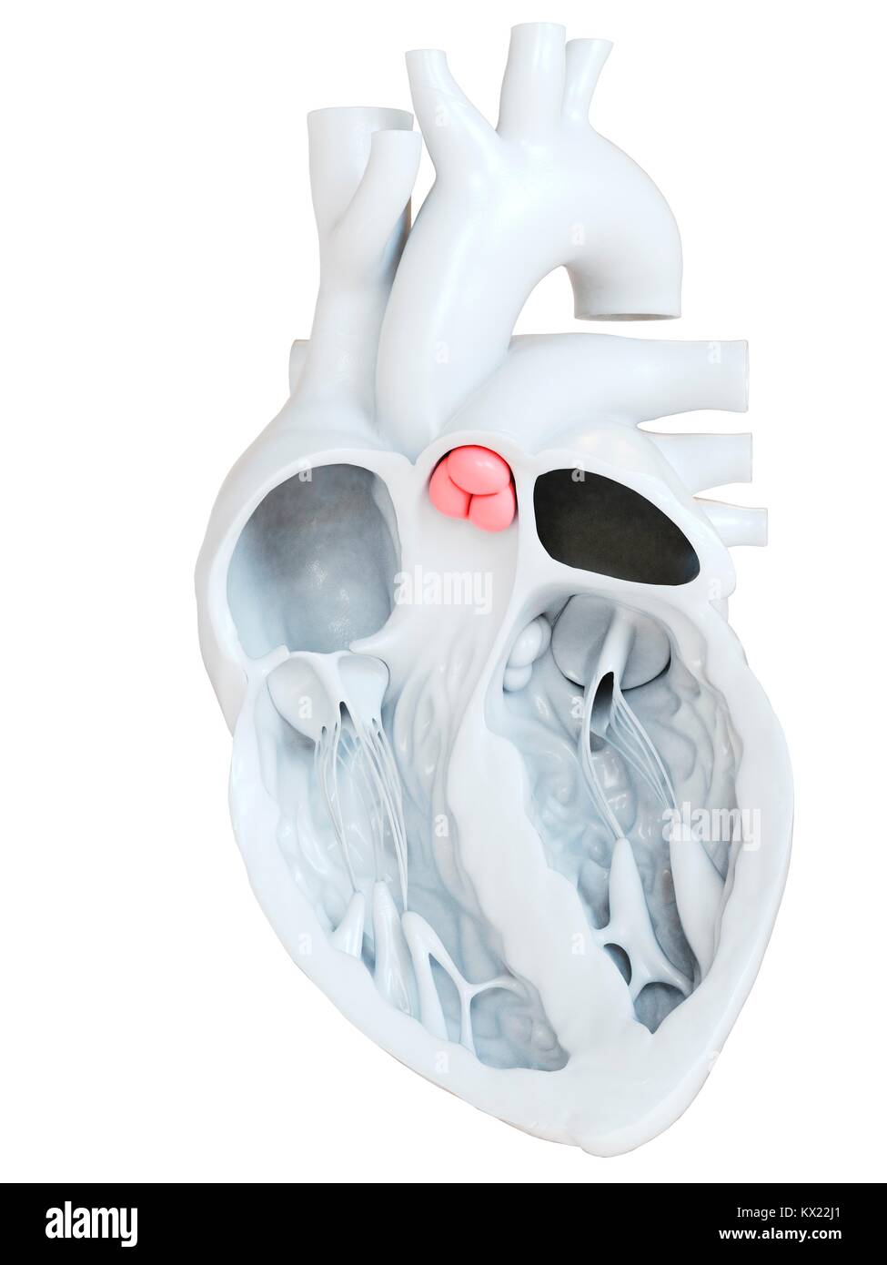 Pulmonary valve hi-res stock photography and images - Alamy
