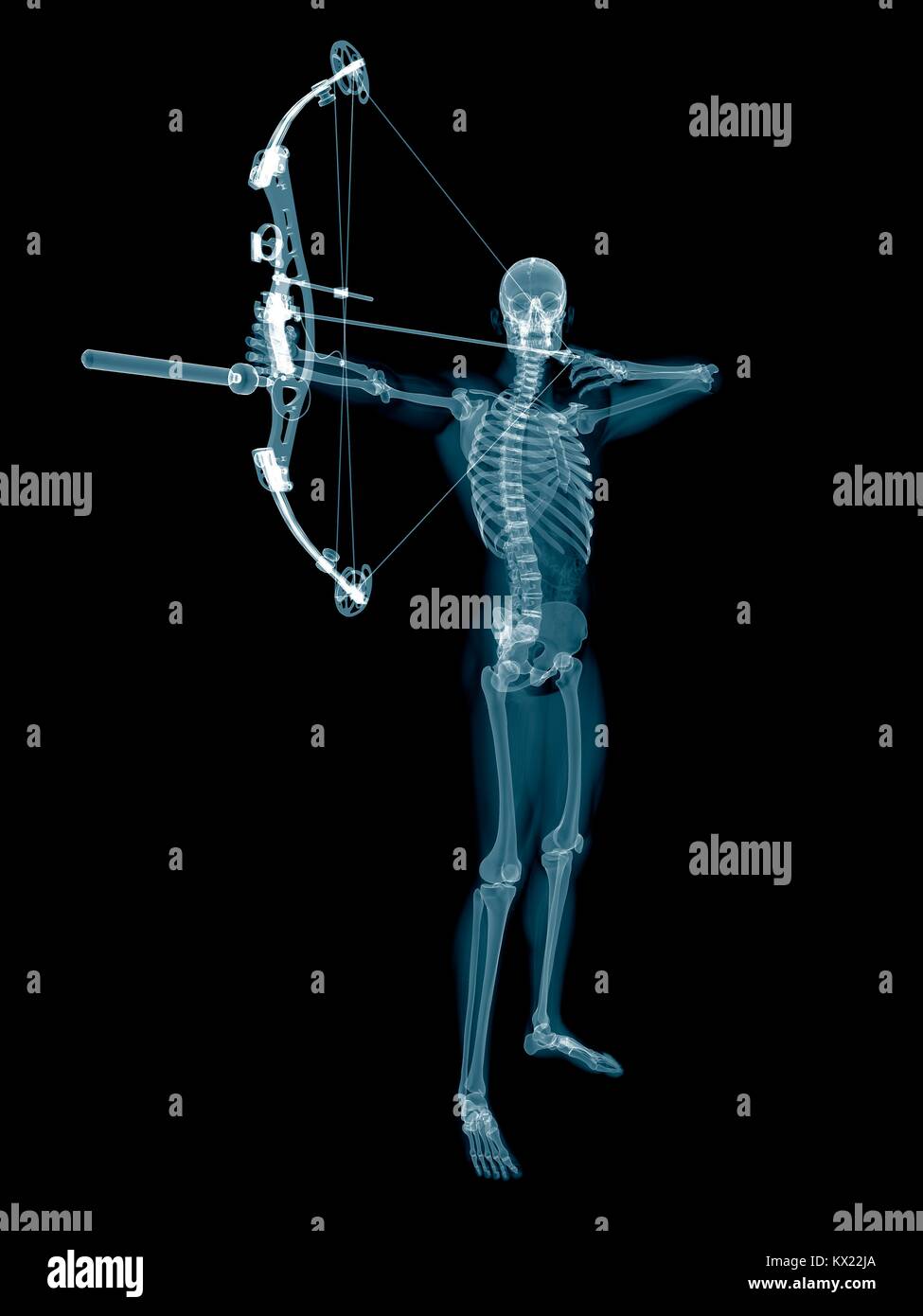 Skeletal structure of an archer hi-res stock photography and images - Alamy